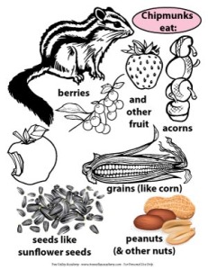 Studying the Chipmunk and What It Eats