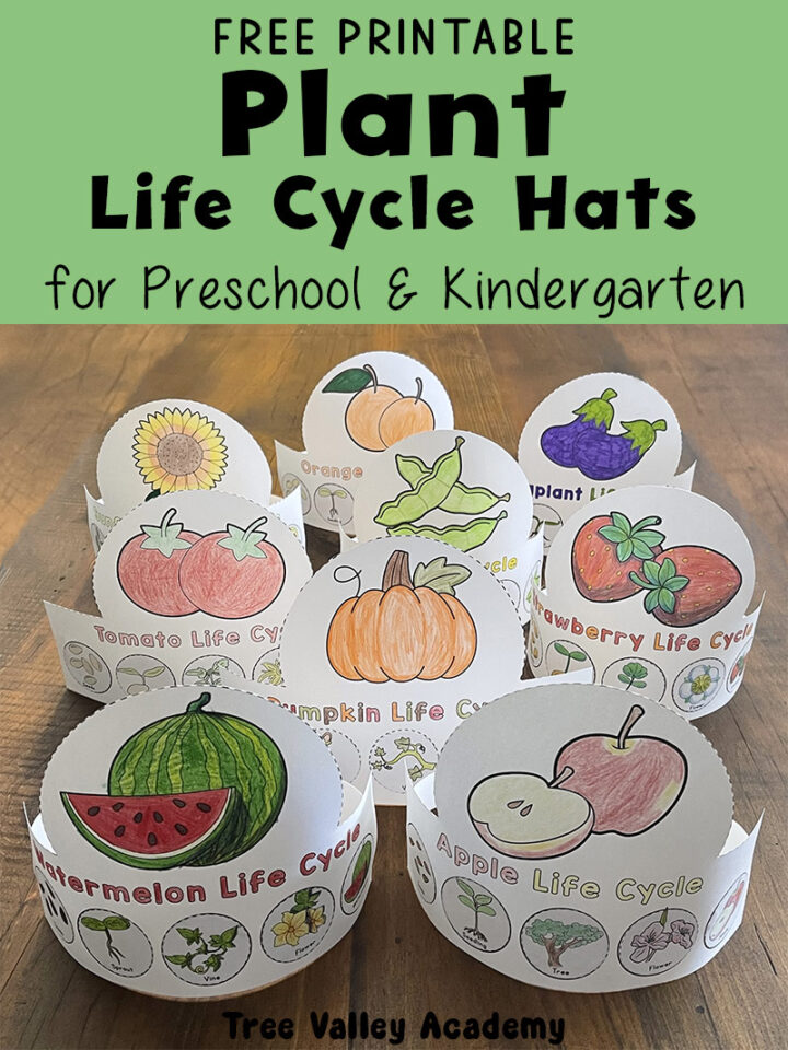 Plant Life Cycle Hats Craft for Kids - Tree Valley Academy