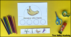 Plant Life Cycle Hats Craft for Kids - Tree Valley Academy