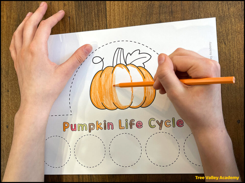 Plant Life Cycle Hats Craft for Kids - Tree Valley Academy