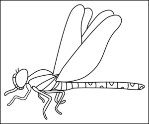 How to Draw a Dragonfly - Tree Valley Academy